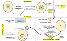 18.7 Functions of the Female Reproductive System – Human Biology